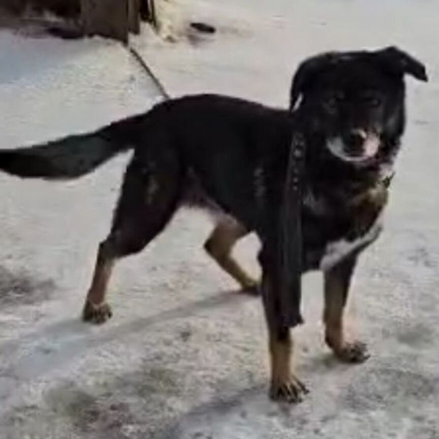 Взрослый пёс в добрые руки