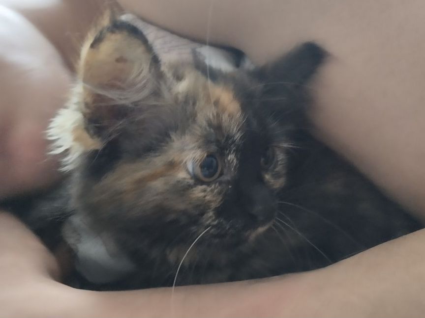 Котёнок найдёныш девочка
