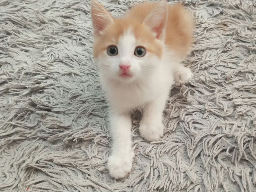Кошка