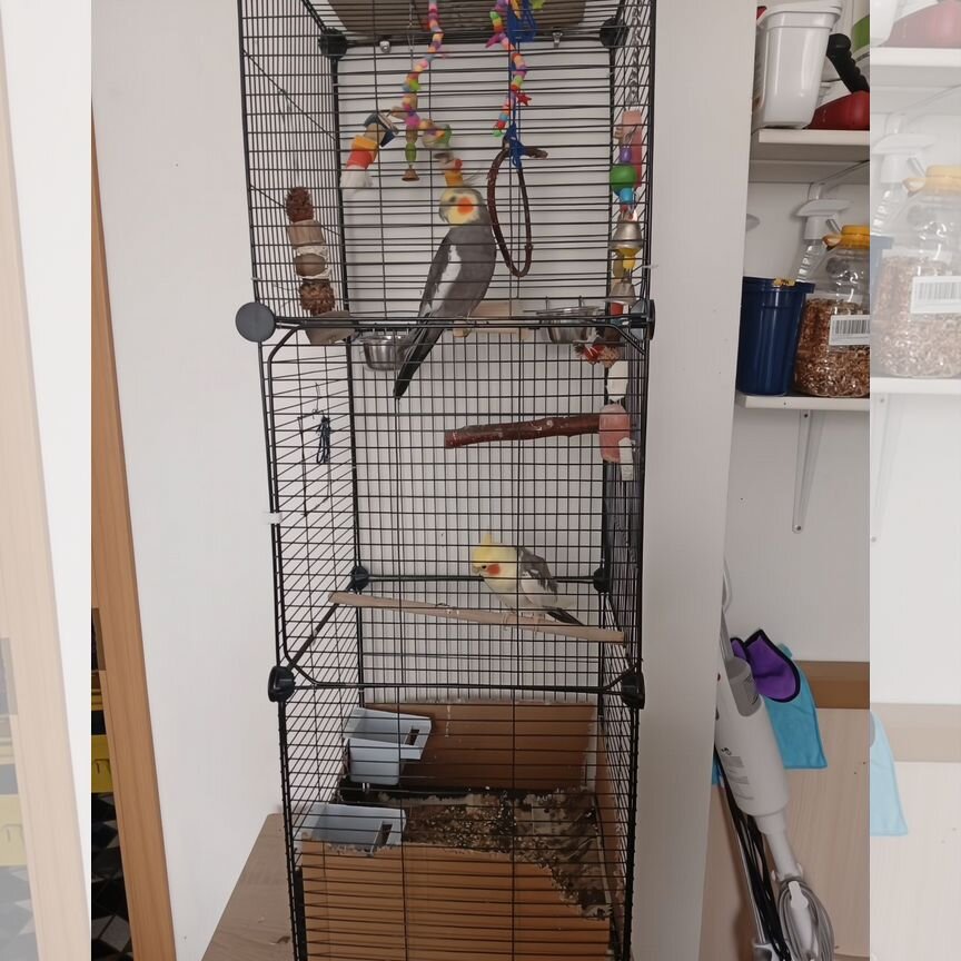 Попугай корелла