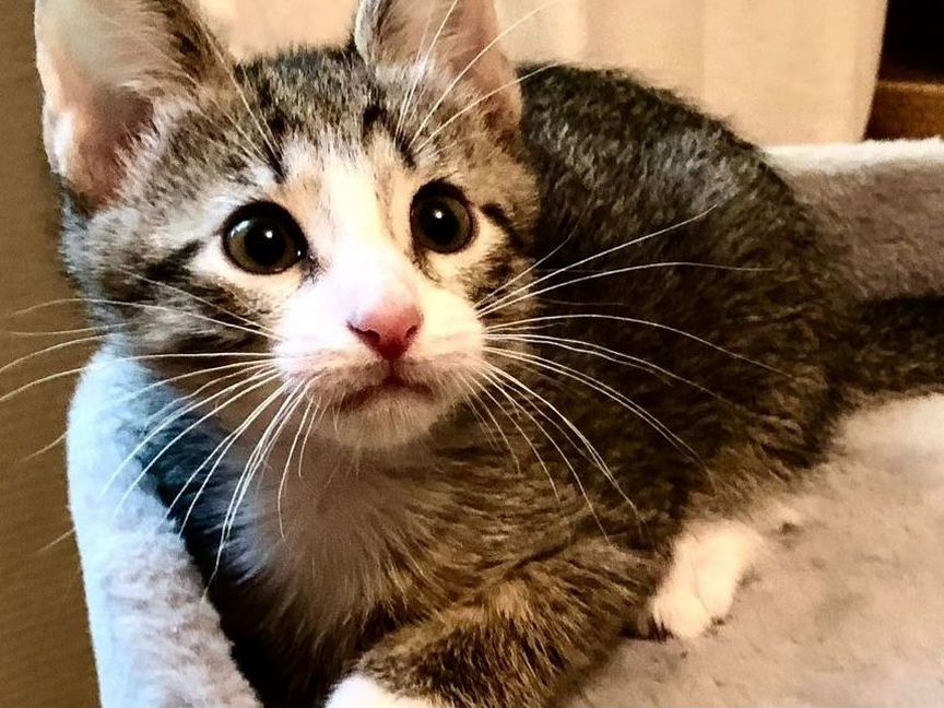 Ушастик ищет родителей