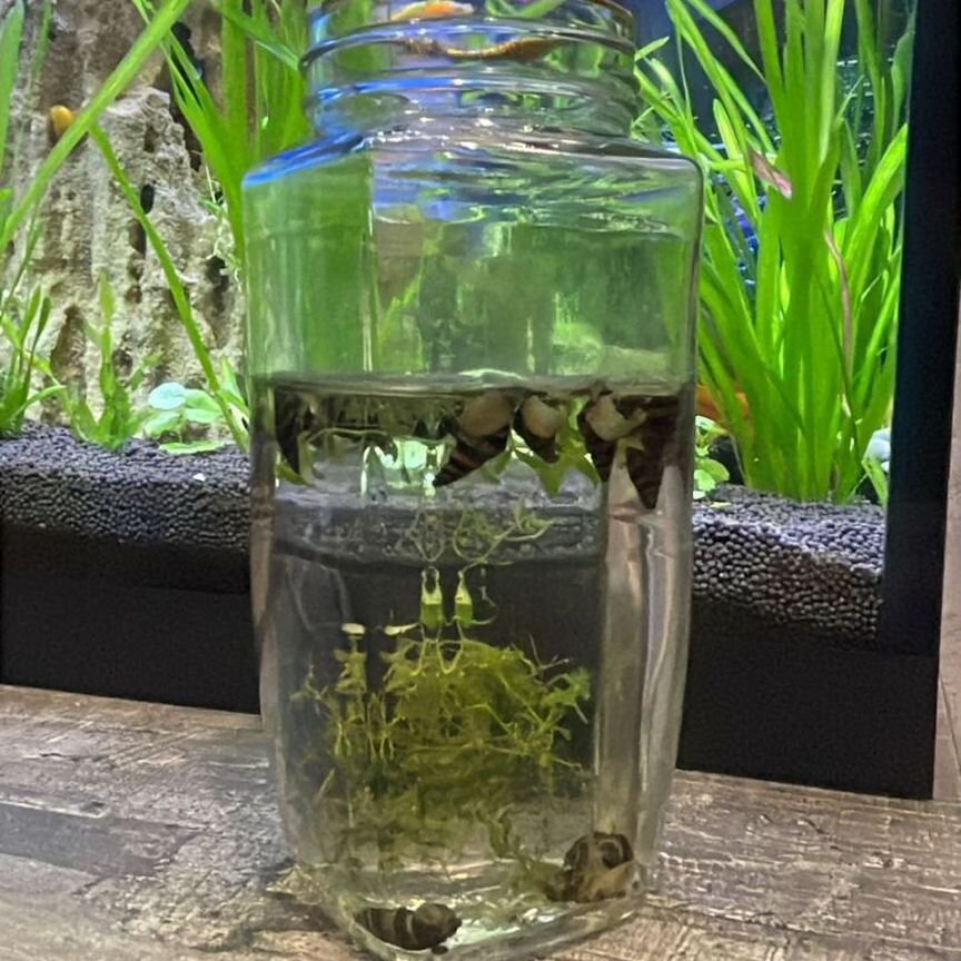 Улитка хелена