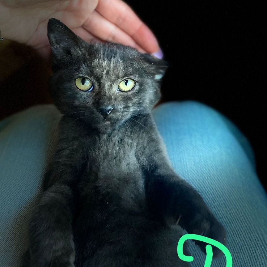 Необычные котята в добрые руки