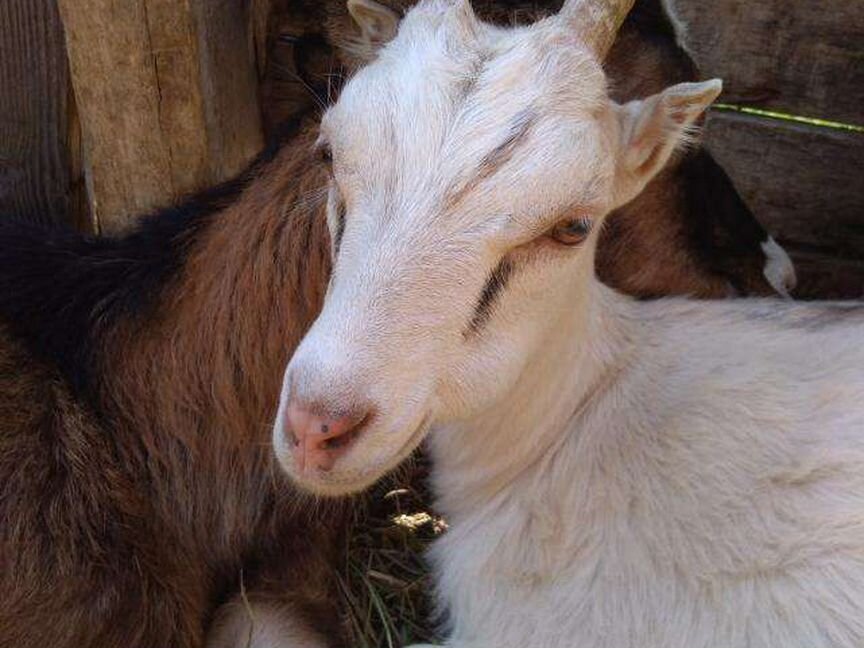 Козье мясо для собак