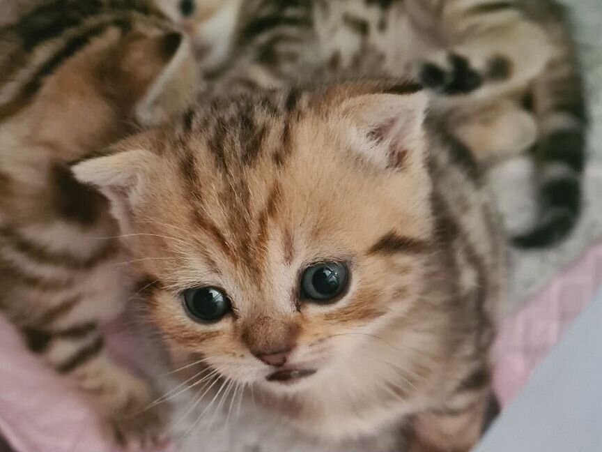 Шотландские котята