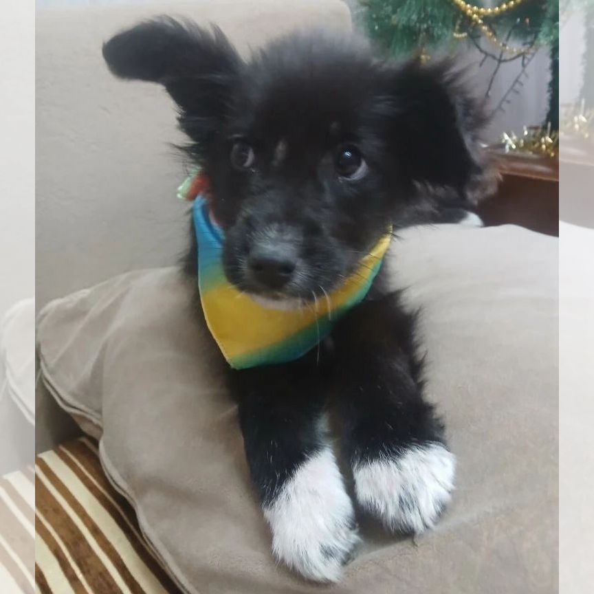 Щенок в добрые руки