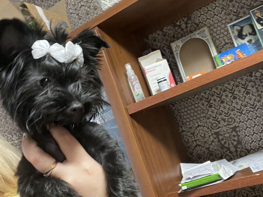 Собака