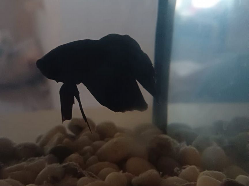 Рыбка петушок