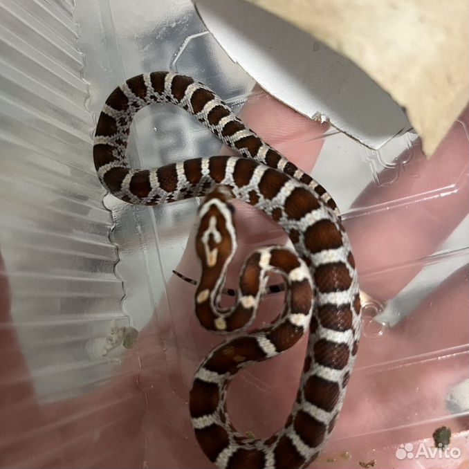 Маисовый полоз