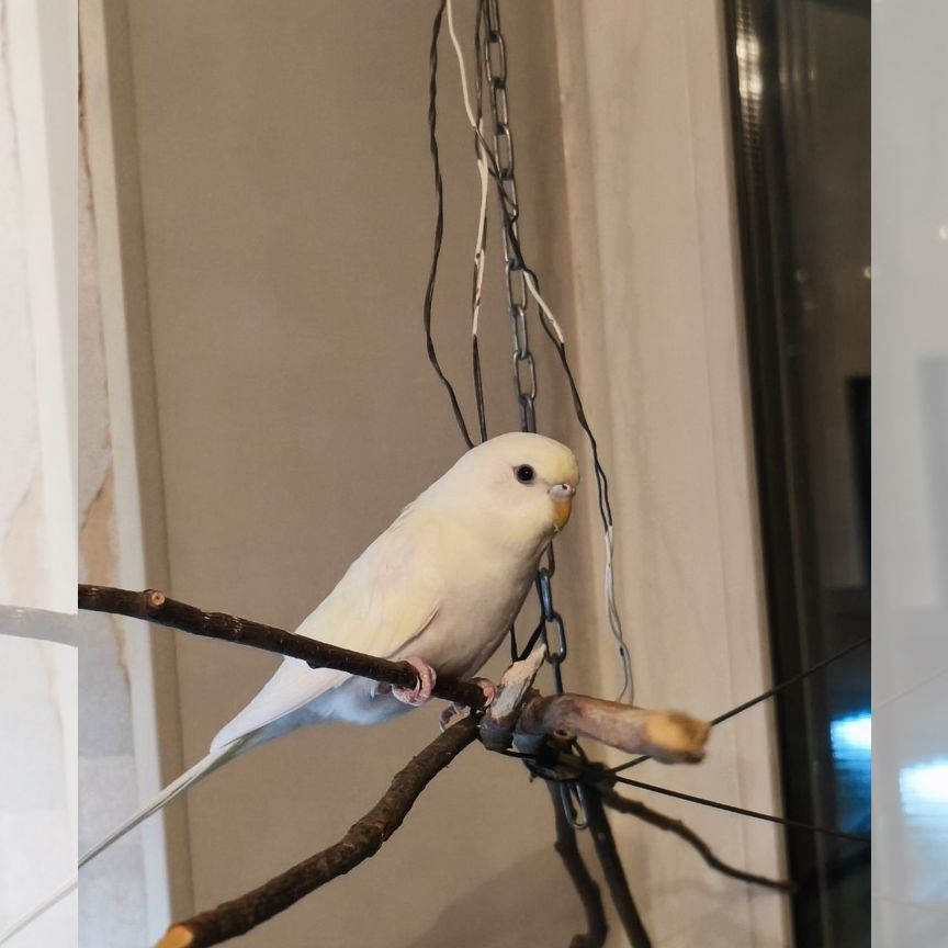 Птенцы волнистых попугаев