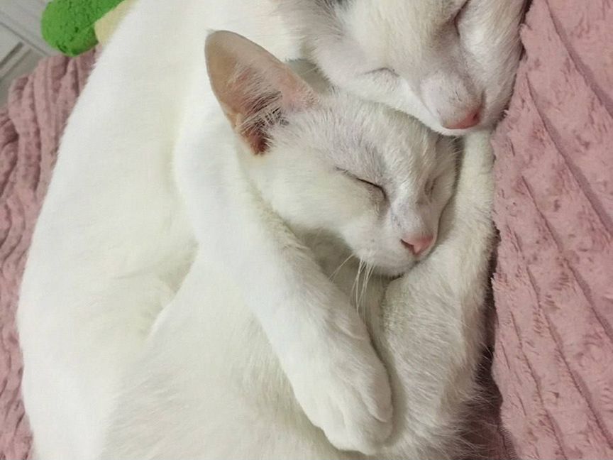 Кошки в добрые руки