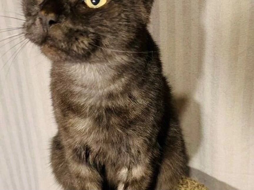 Шотландский кот метис бесплатно