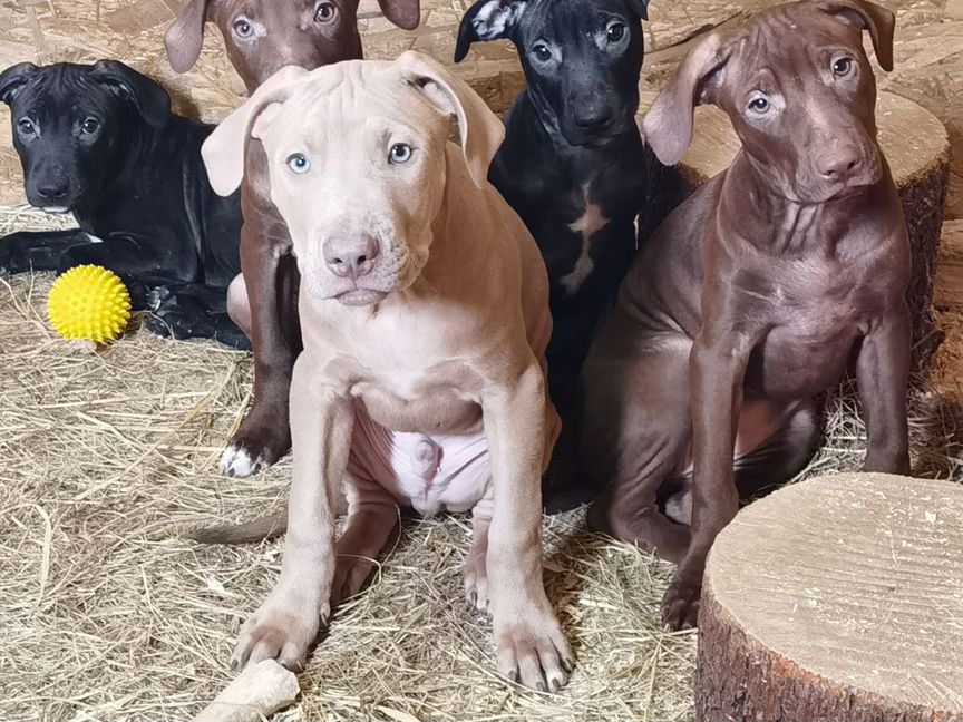 Щенки питбультерьера с родословной