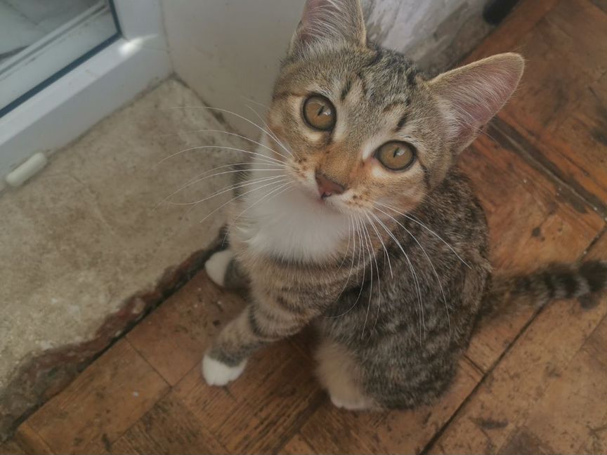 Кошечка в дар