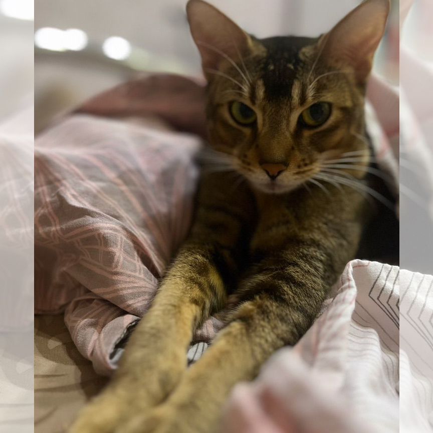 Продам кошку