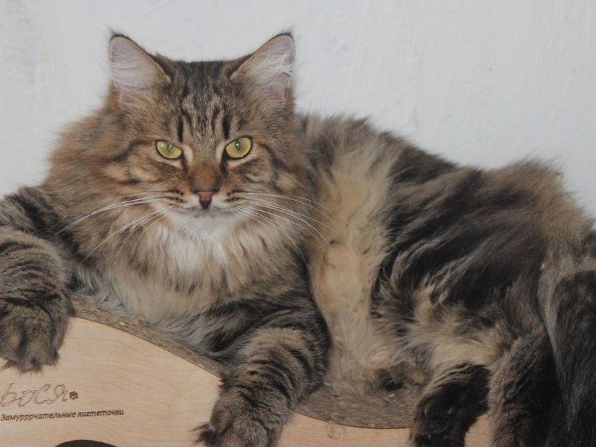 Самый классный котик в добрые руки