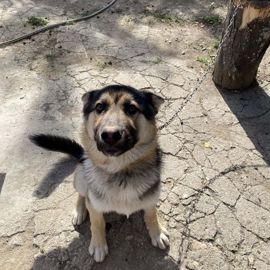 Немецкая овчарка в добрые руки