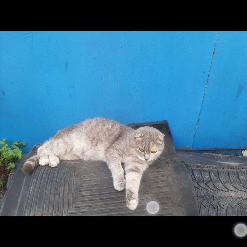 Кошка и котята в дар