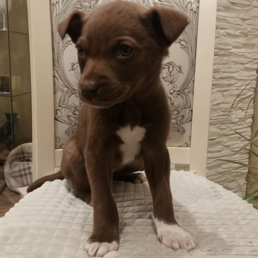 Щенок в добрые руки