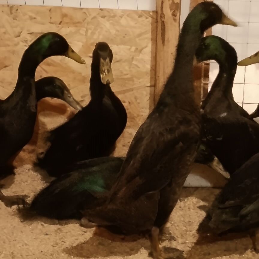 Утки индийский бегунок Селезни (черный изумруд)