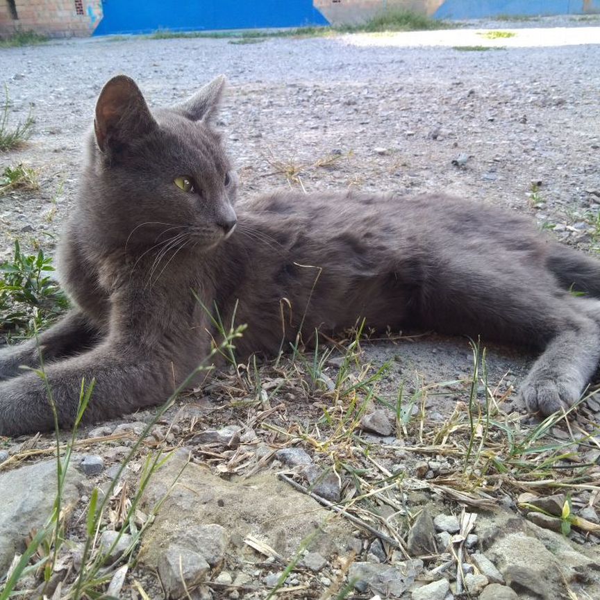 Молодой кот Васян:)
