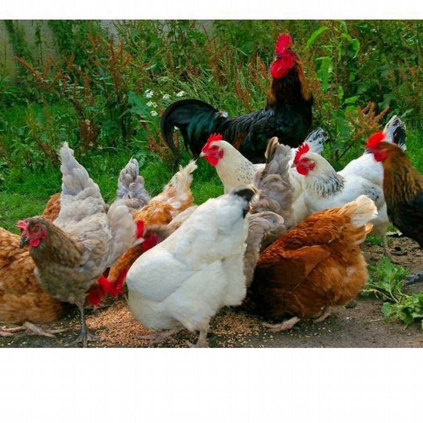 Куры молодки разных пород