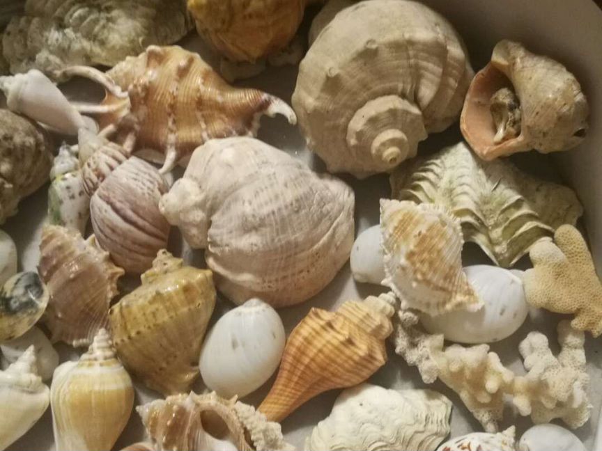 Морские ракушки раковины