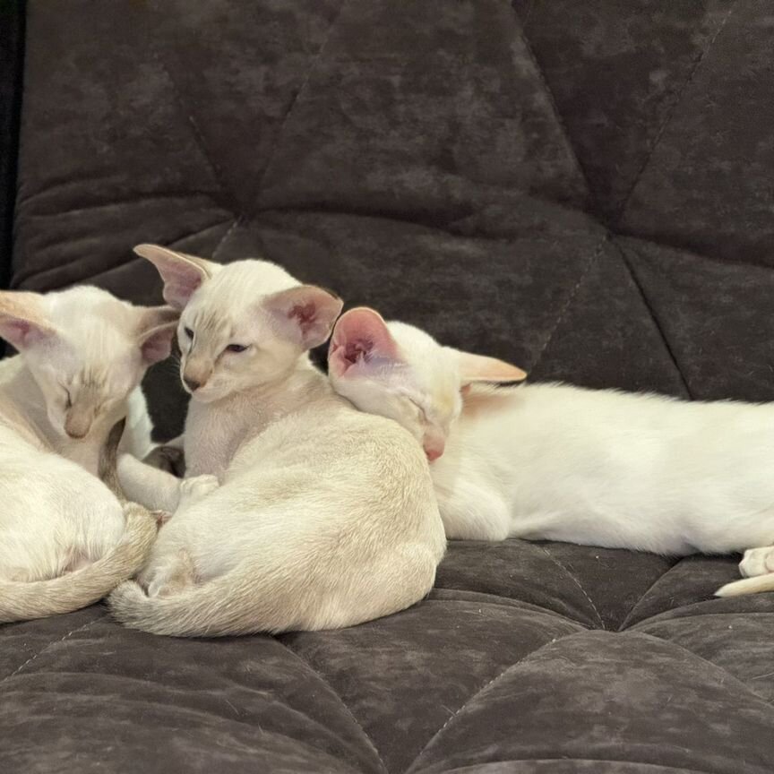 Ориентальные котята мальчики