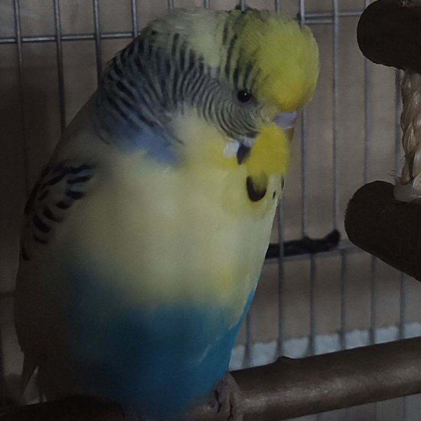 Самка чех. Продаю р. Не планирую разведение