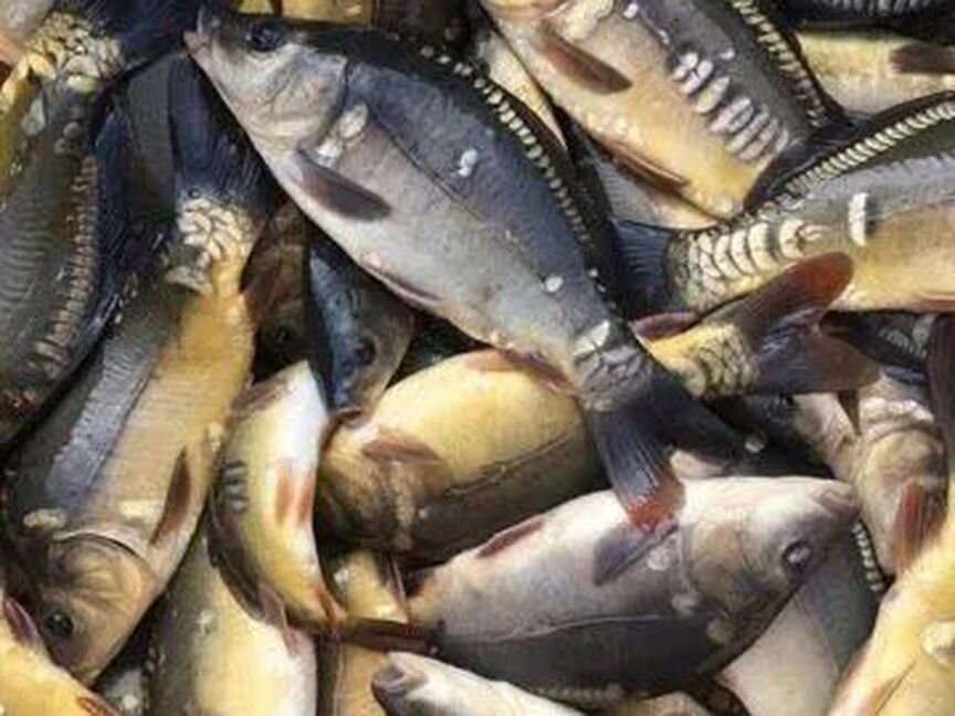 Малек карпа