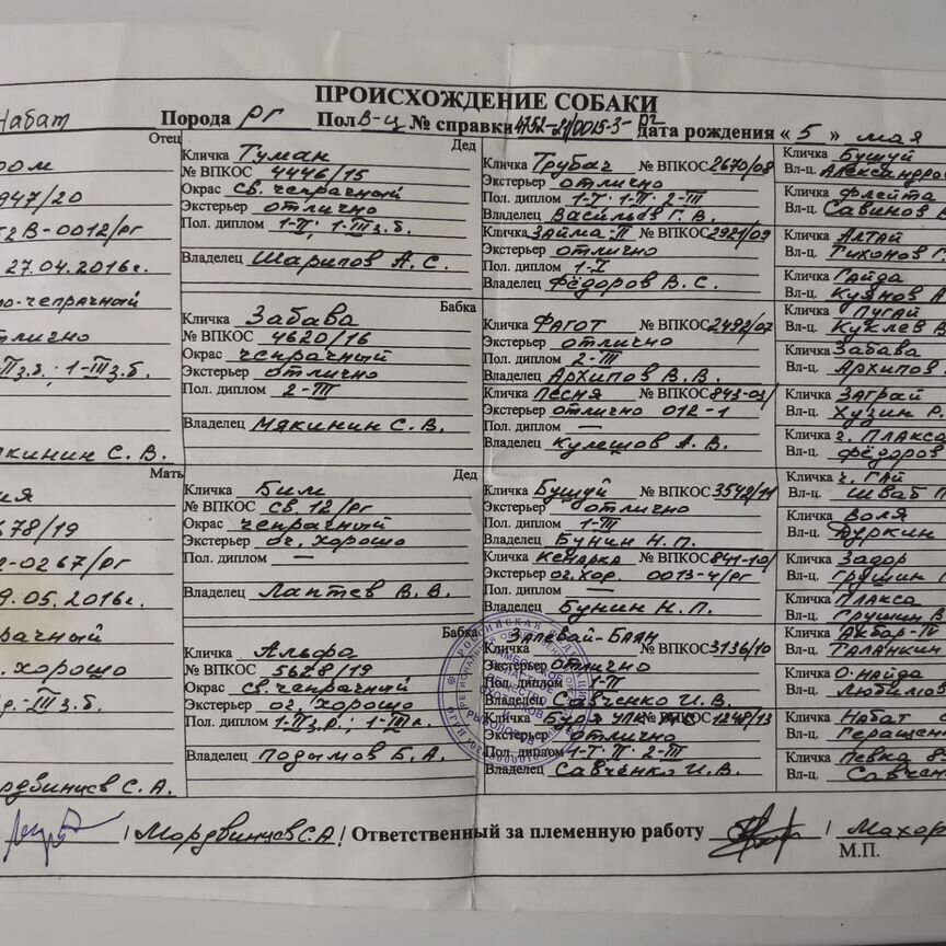 Русская гончая