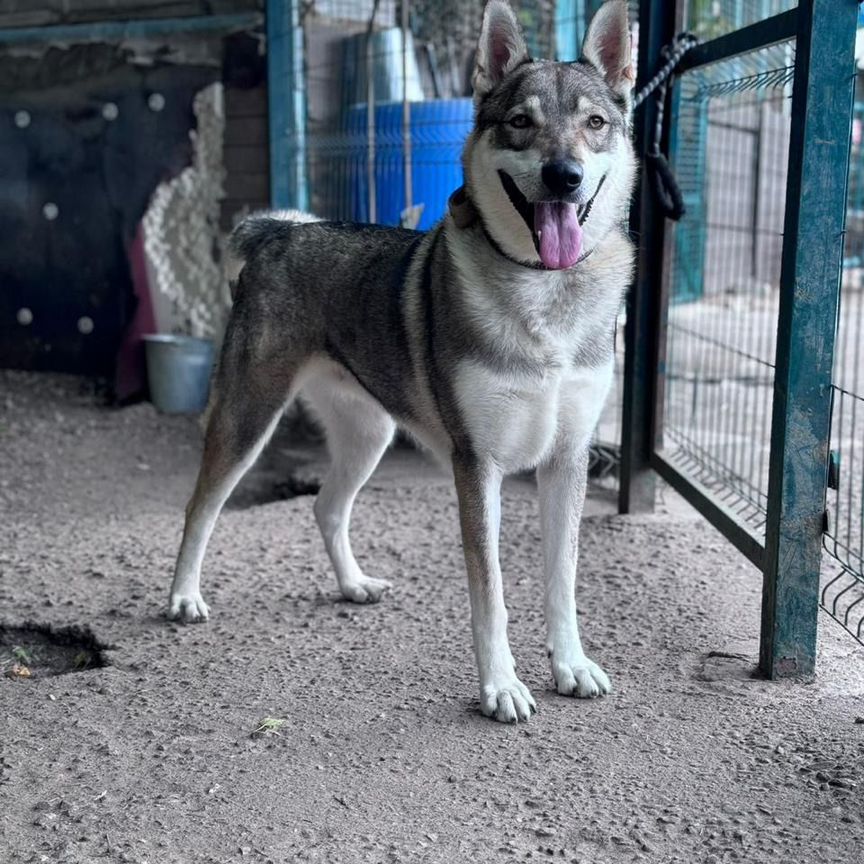 Красотка Тайра