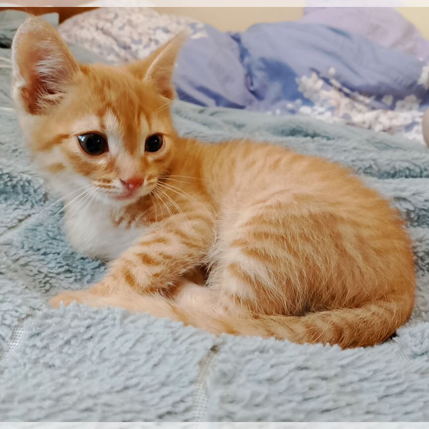 Рыжий котенок в добрые руки бесплатно