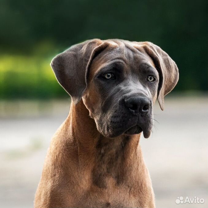 Щенок кане корсо, сука