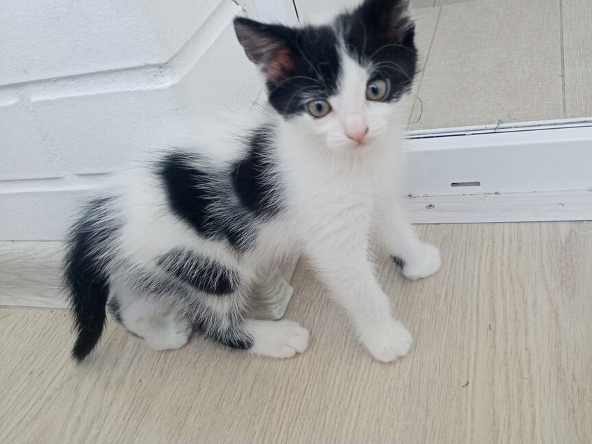 Кошечка бесплатно