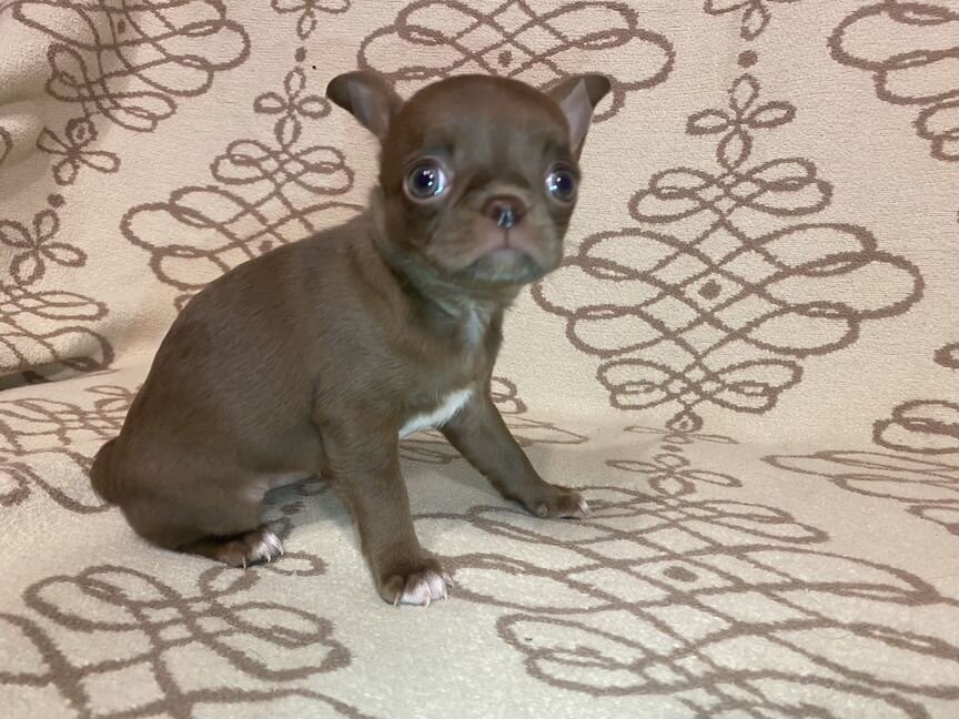 Мини куколка