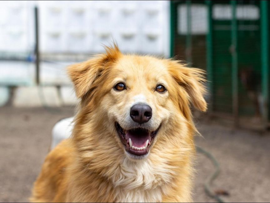 Собака в добрые руки отдам бесплатно