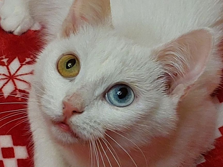 Разноглазая белая кошка в дар