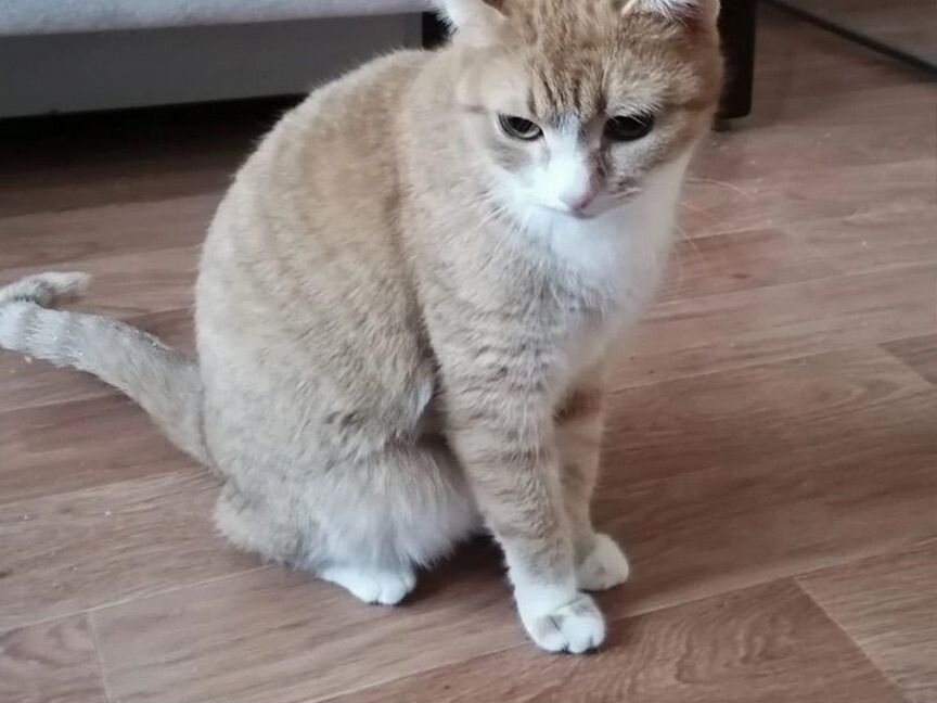 Кошка