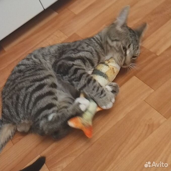 Котик Тиша ищет дом, Спб