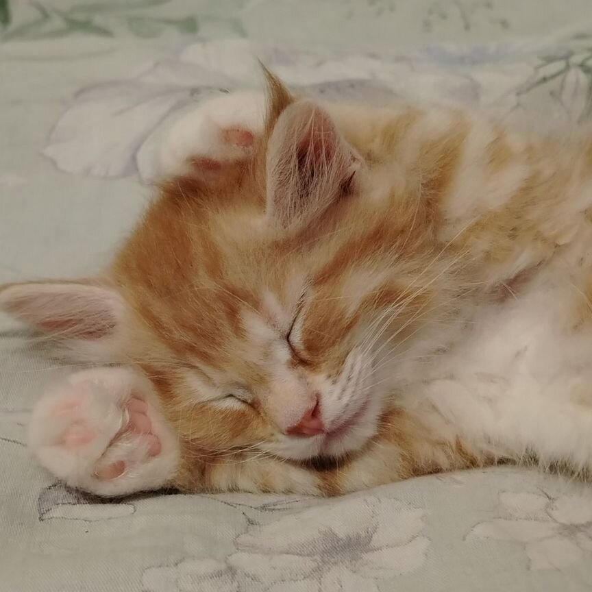 Мейн-кун котёнок