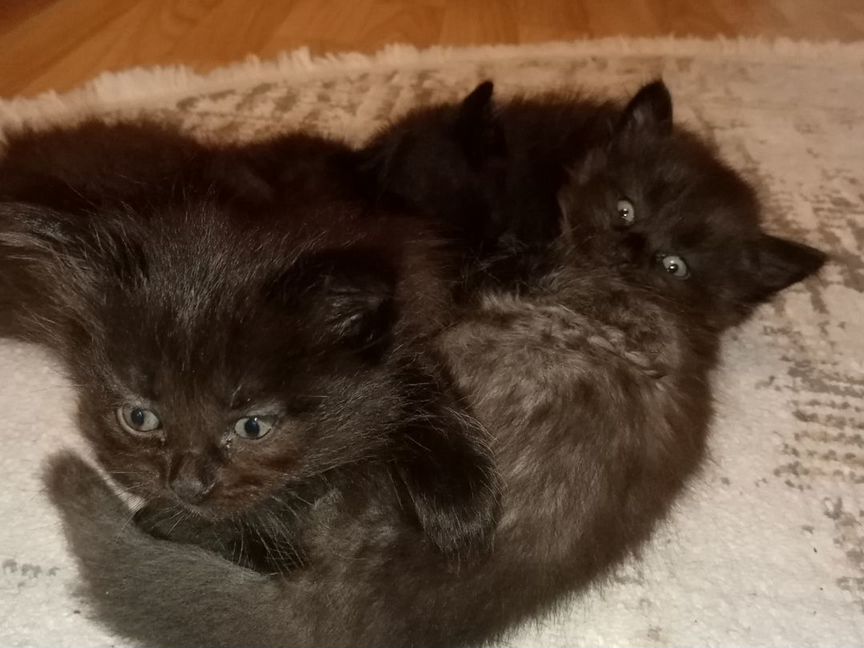 Котята в добрые руки