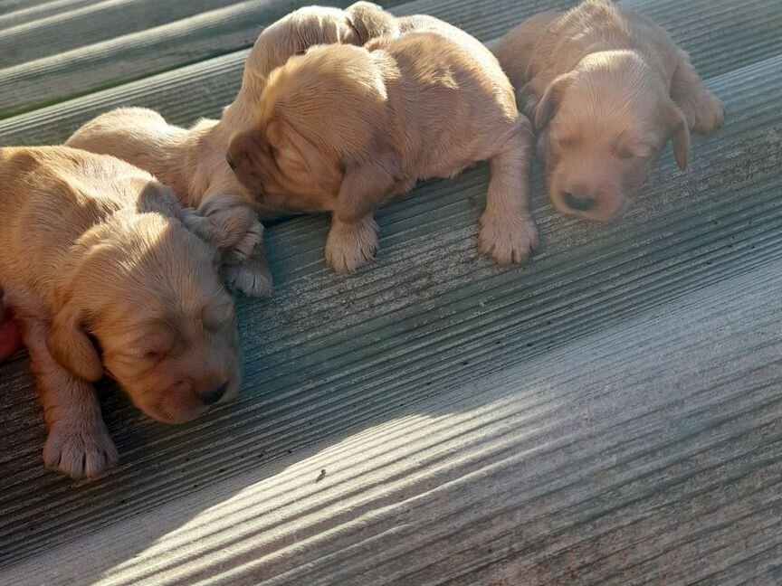 Английский кокер спаниель