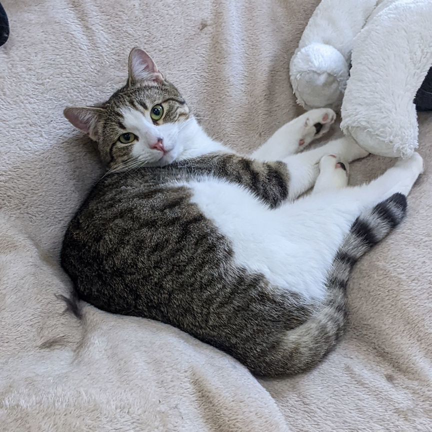 Молодой котик в дар