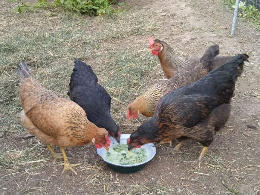 Куры несушки доминант
