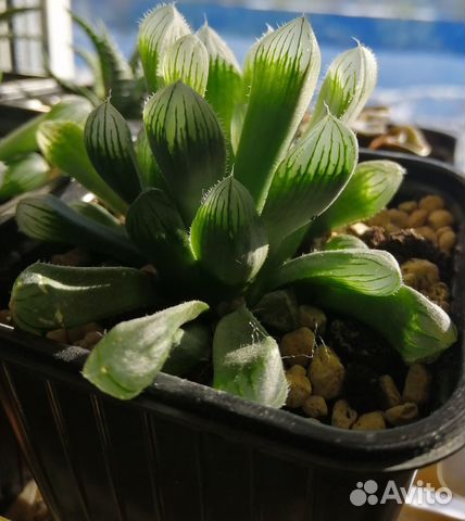 Хавортия Купера Haworthia Cooperi суккулент купить в Санкт-Петербурге ...