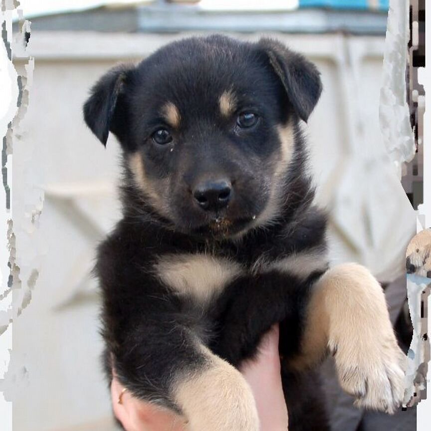 Немецкая овчарка, щенок