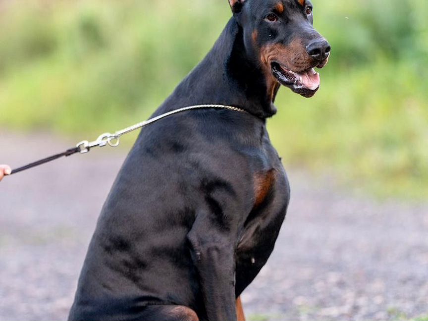 Доберман вязка