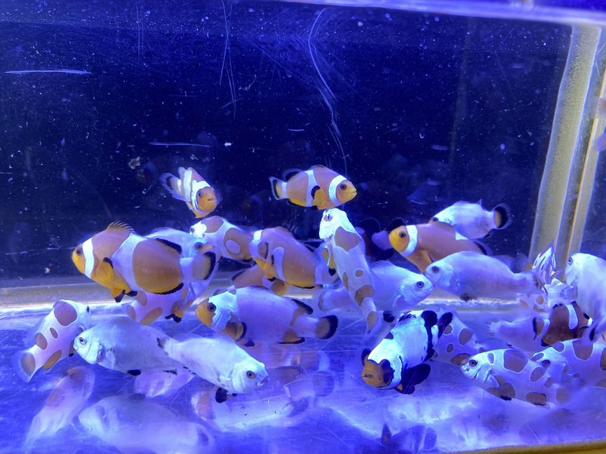 Рыба-Клоун (Amphiprion ocellaris)