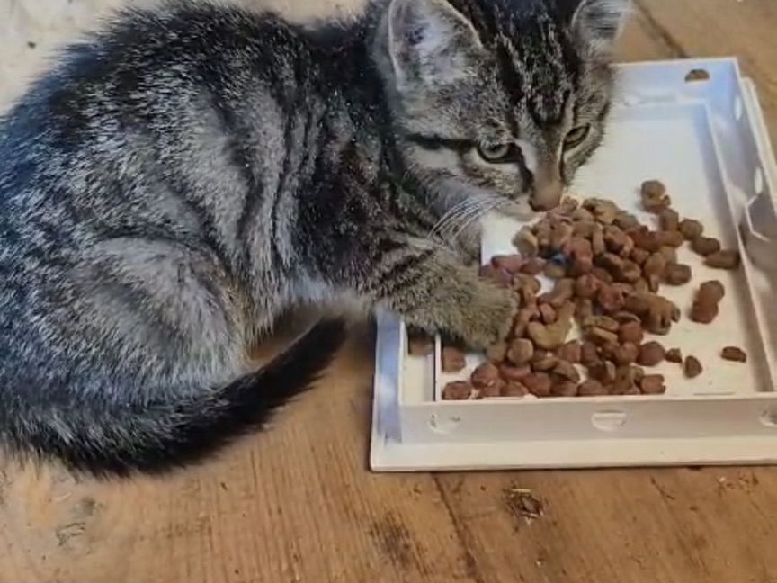 Котенок бесплатно